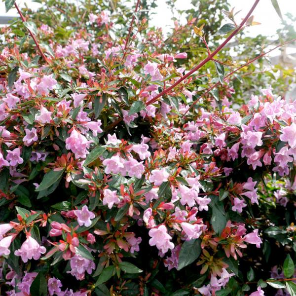 Pink Abelia (Abelia Edward Goucher) - Hardy, Fragrant, and Vibrant Pink ...